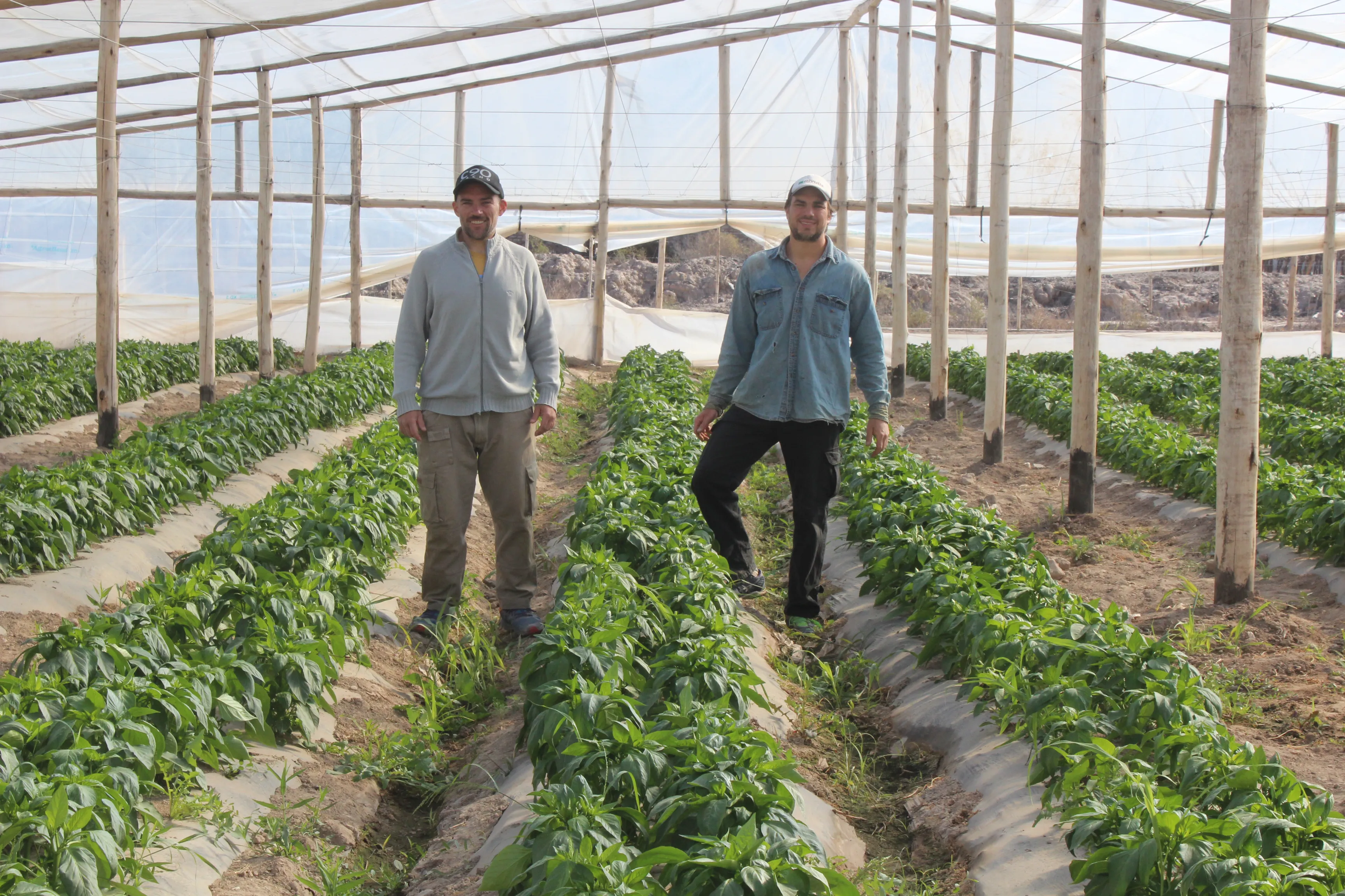 La producción bajo cubierta: una alternativa estratégica y rentable en ...